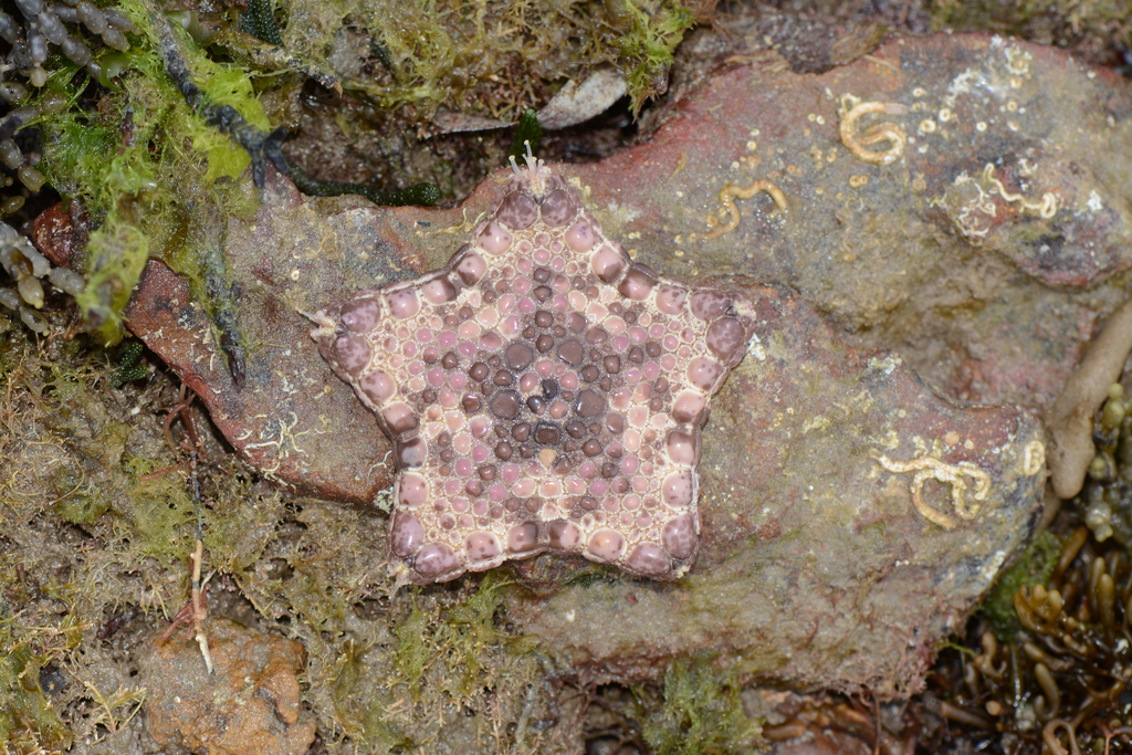 Common Biscuit Star from Bass Coast - Phillip Is., AU-VI, AU on March ...