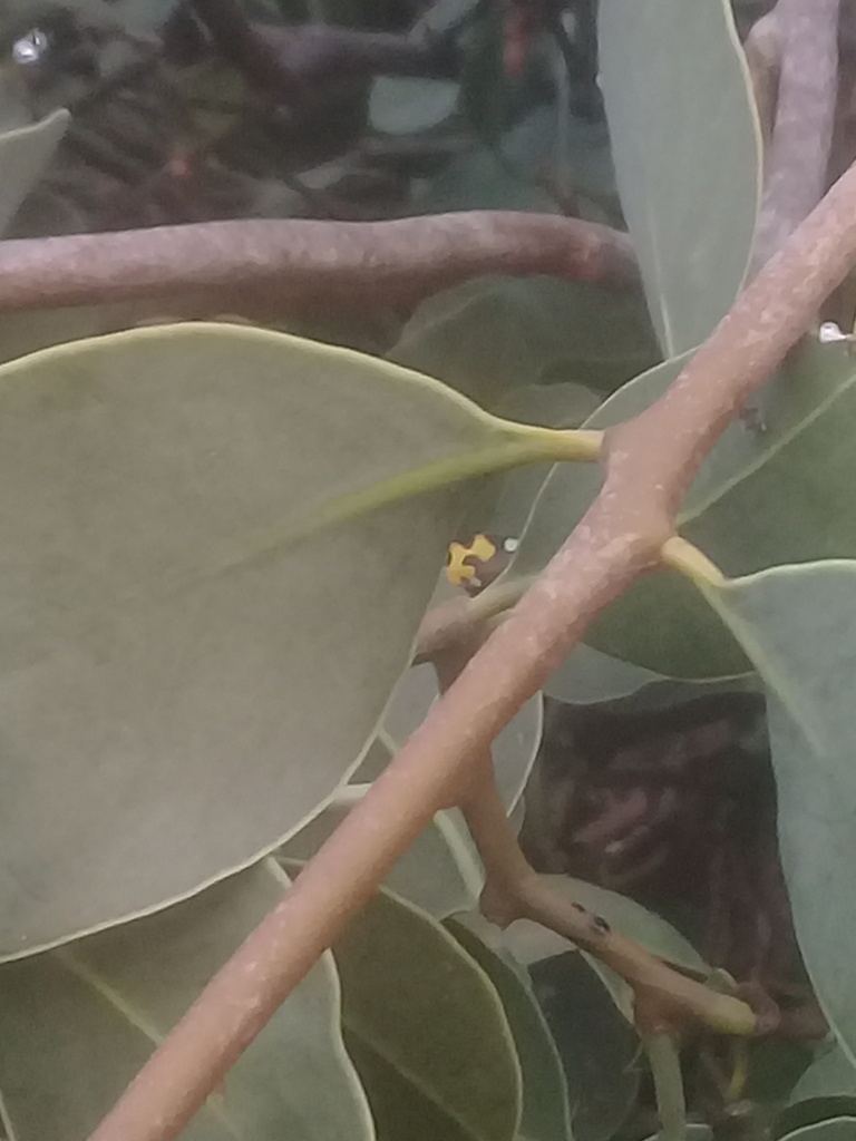 Mexican Treehopper from Tecalitlán, Jal., México on March 31, 2024 at ...