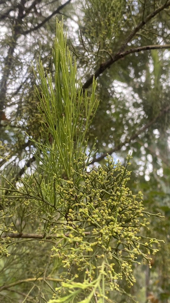 Cherry Ballart from Ewingar State Forest, Ewingar, NSW, AU on April 1 ...