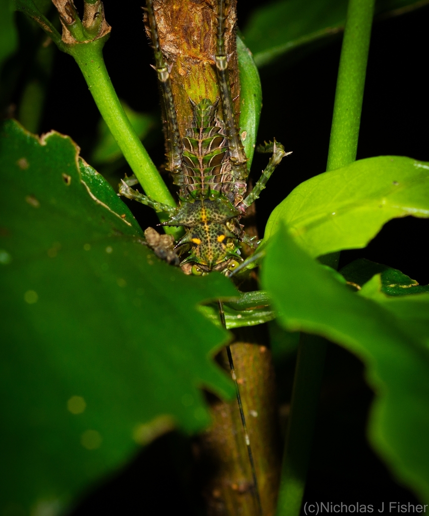 Phricta zwicka from Tamborine Mountain QLD 4272, Australia on March 18 ...
