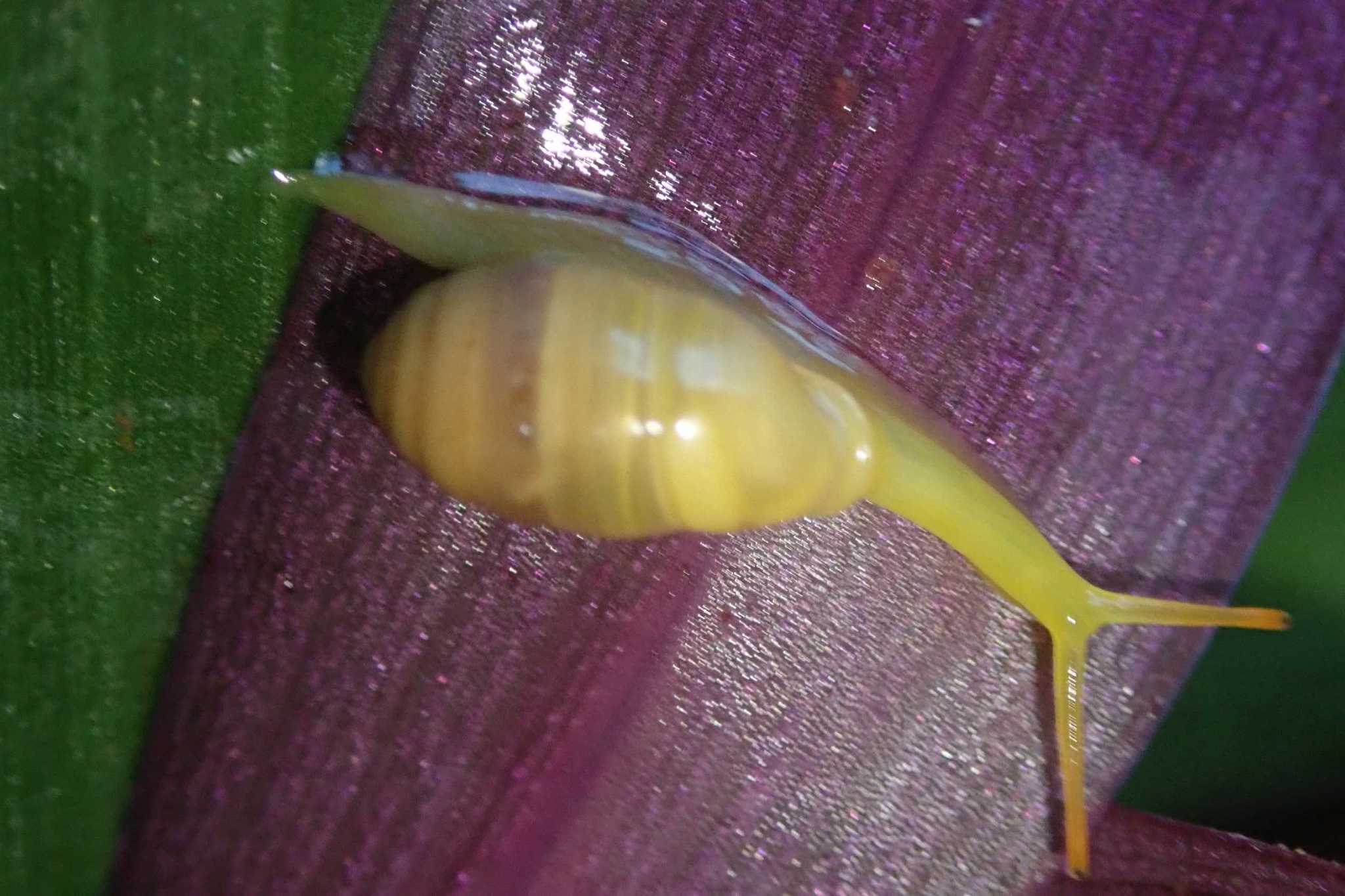 Gulella L.Pfeiffer, 1856