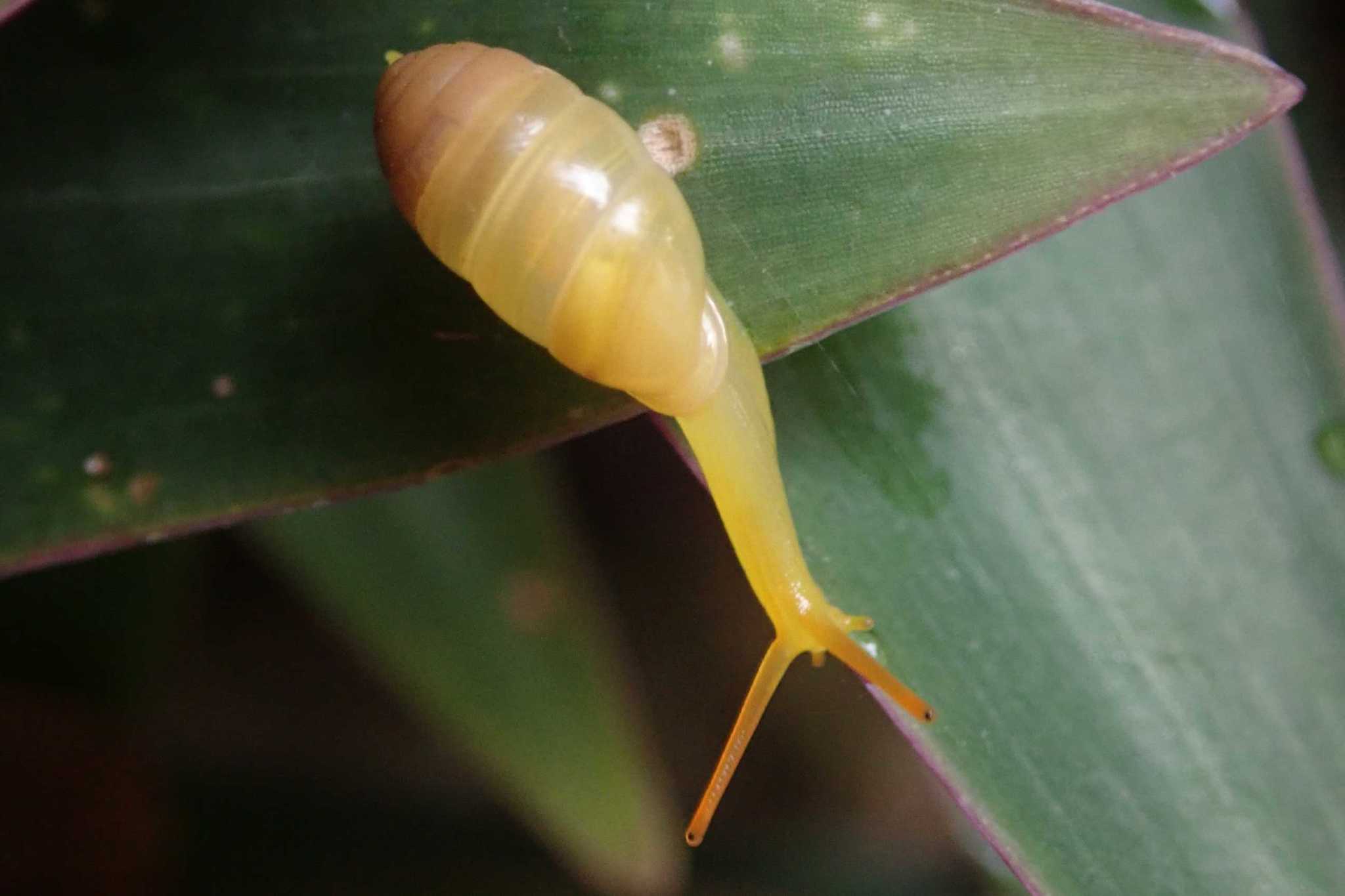 Gulella L.Pfeiffer, 1856