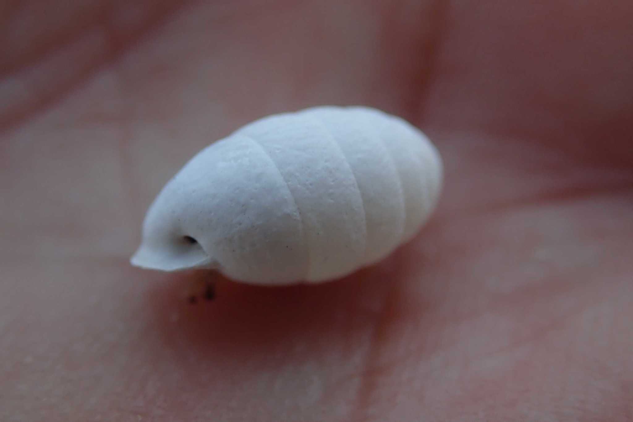 Gulella L.Pfeiffer, 1856