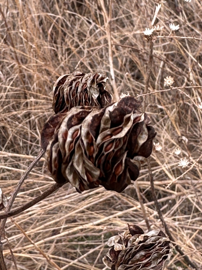 Illinois bundleflower from Denton, NE, US on March 31, 2024 at 05:05 PM ...