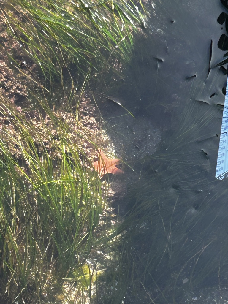 Bat Star from North Pacific Ocean, CA, US on March 23, 2024 at 02:43 PM ...