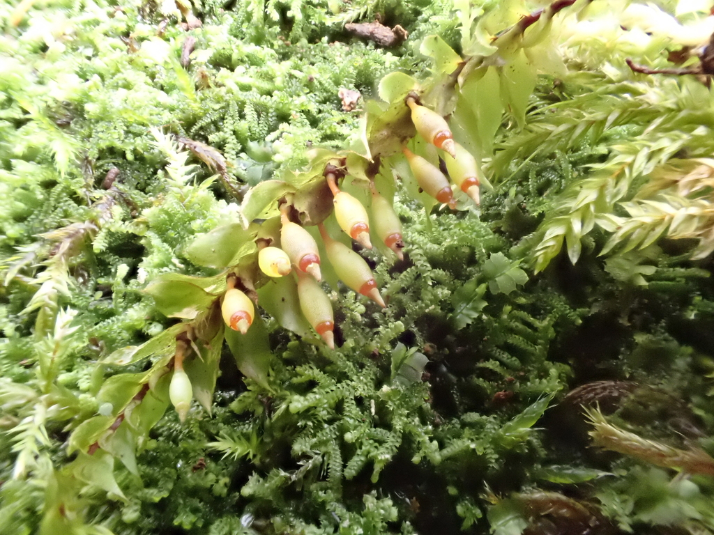 quill moss from Barrington Tops NSW 2422, Australia on March 31, 2024 ...