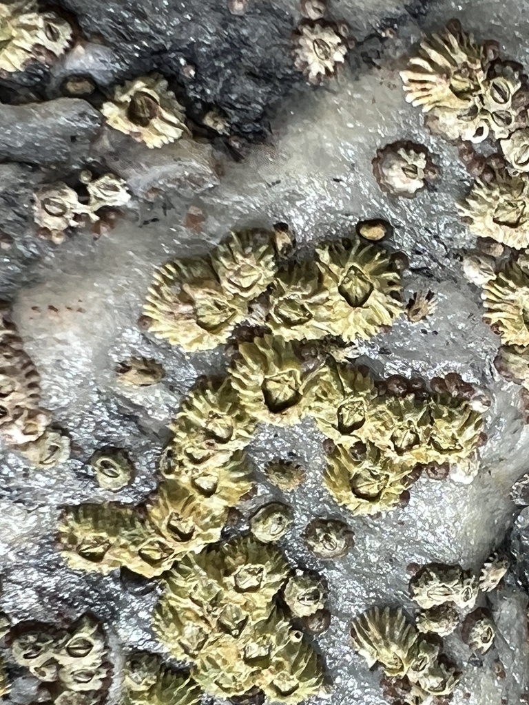 Pacific Acorn Barnacle from North Pacific Ocean, CA, US on March 23 ...