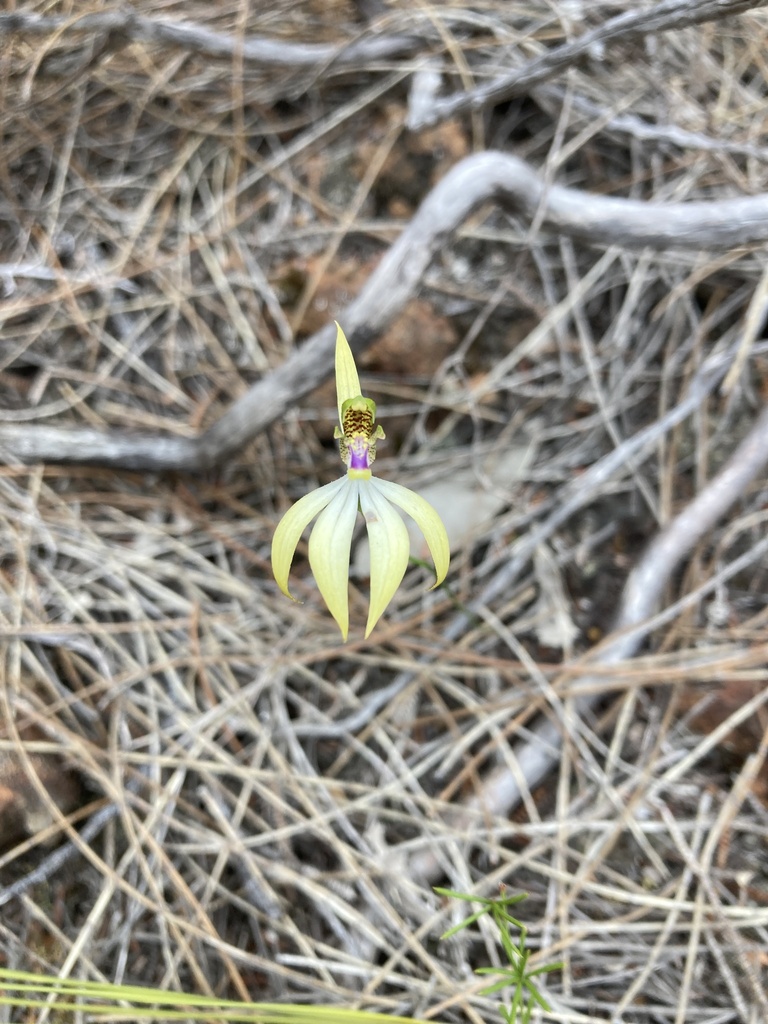 leafless orchid from Kalgan Ward, Wellstead, WA, AU on April 1, 2024 at ...