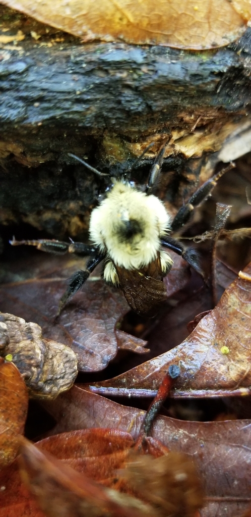Two-spotted Bumble Bee from 2304 Pinewood Ave, Baltimore, MD 21214, USA ...