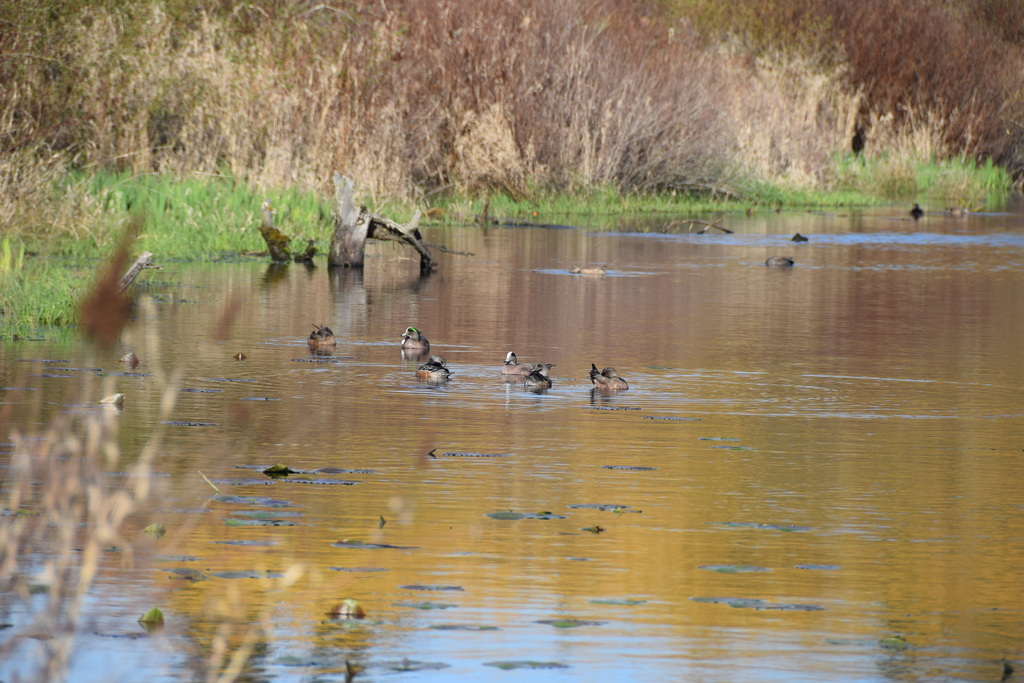 American Wigeon from Lake Hills, Bellevue, WA, USA on March 31, 2024 at ...