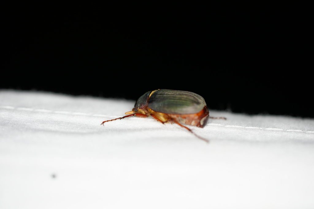 May Beetles from South Baton Rouge, Baton Rouge, LA, USA on March 23 ...