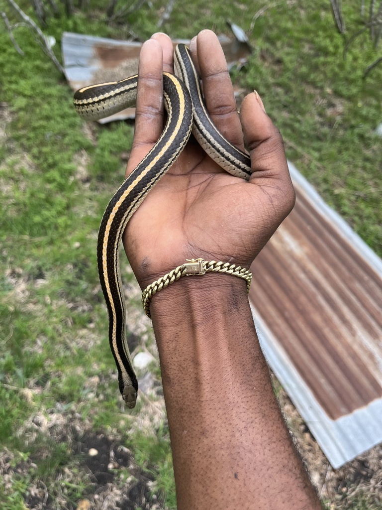 Texas Patch-nosed Snake in March 2024 by Kevin Graham · iNaturalist