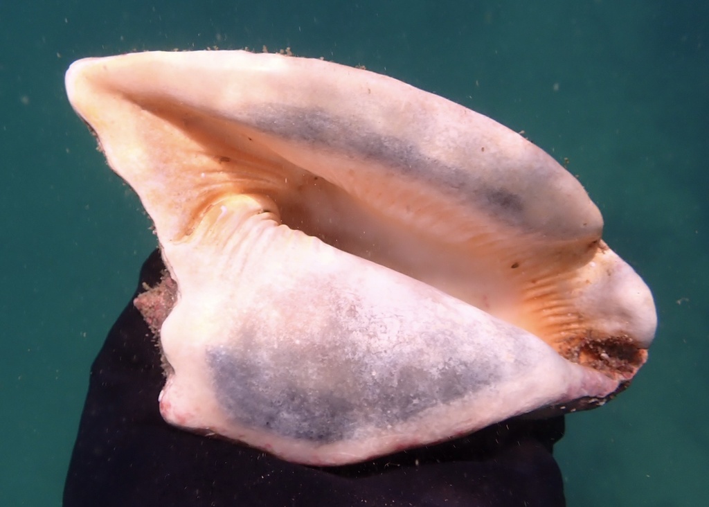 Peruvian conch from Canal de la Guarda, Provincia de Panamá, PA on ...