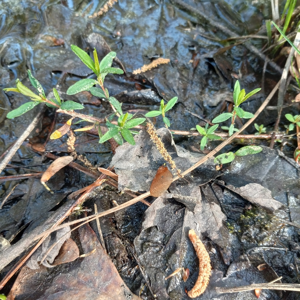 common axil-flower from Nichols, SC 29581, USA on March 31, 2024 at 04: ...