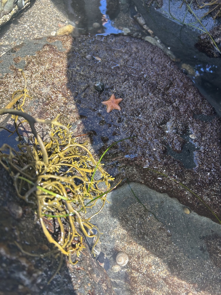 Bat Star from Dana Strand Rd, Dana Point, CA, US on March 24, 2024 at ...