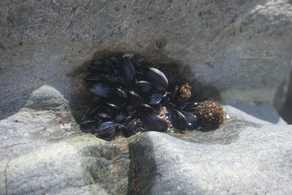 California Mussel from North Pacific Ocean, CA, US on March 22, 2024 at ...