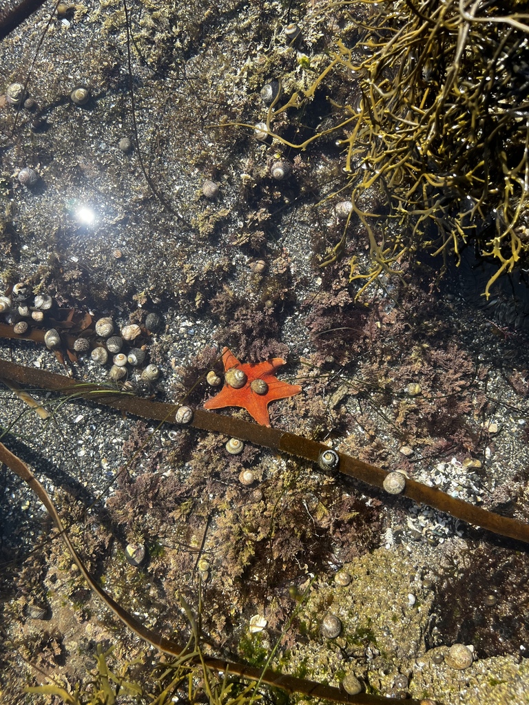 Bat Star from North Pacific Ocean, CA, US on March 22, 2024 at 01:35 PM ...