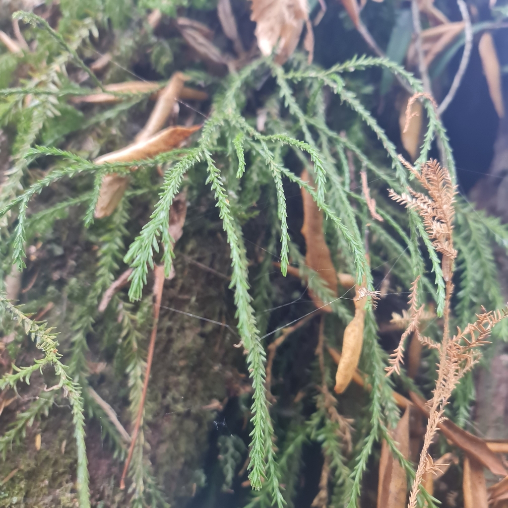 Hanging Clubmoss from Otari School - Otari-Wilton's Bush, Wilton ...