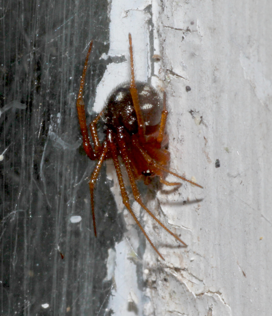 Red House Spider from Moorooka 2, Brisbane QLD, Australia on January 20 ...