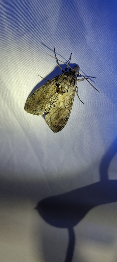 Five-spotted Hawk Moth from The Colony, TX 75056, USA on March 30, 2024 ...