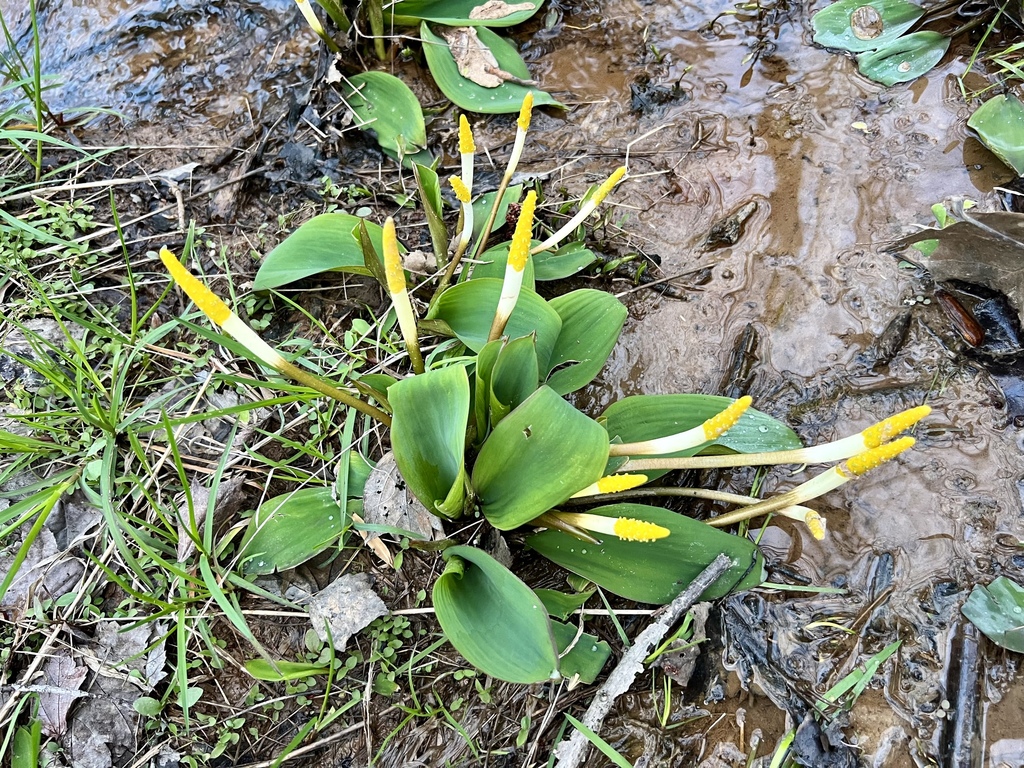 Golden Club from Fred Crabtree Park, Herndon, VA, US on March 31, 2024 ...