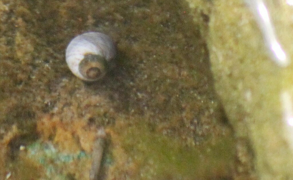 Little Blue Periwinkle from Sydney NSW, Australia on March 31, 2024 at ...