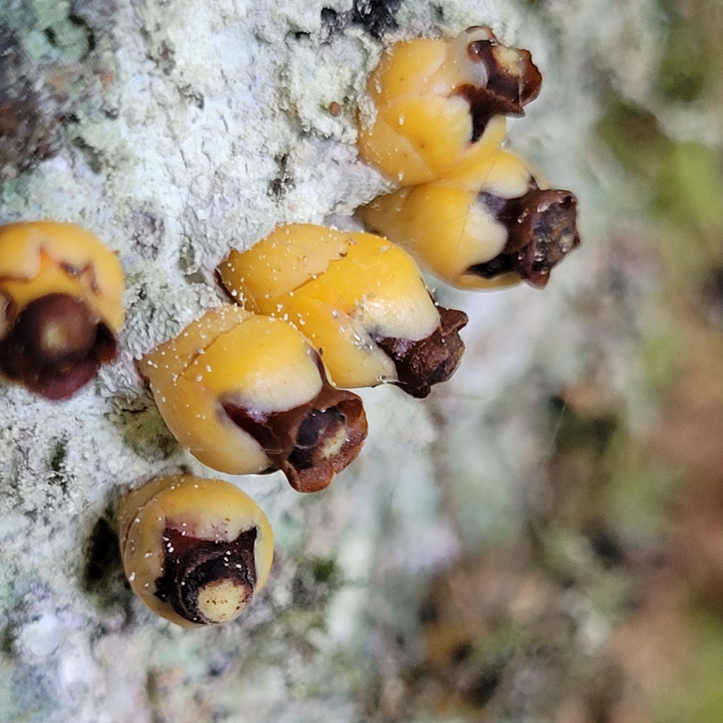 Apodanthes caseariae from Pococí, CR-LI, CR on March 29, 2024 at 10:42 ...