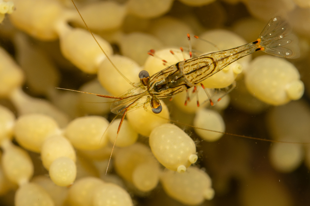 Glass Shrimp from Takapuna Reef, Hauraki Gulf, Auckland, North Island ...