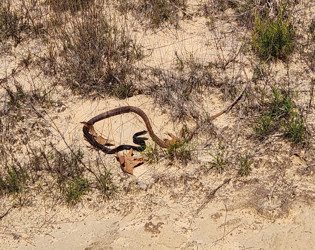 Eastern Coachwhip from Mauk, GA 31058, USA on March 31, 2024 at 12:32 ...