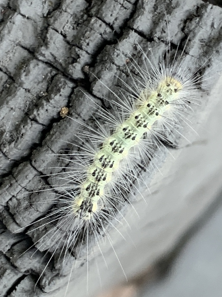 Fall Webworm Moth from State Highway 35, Alvin, TX, US on March 31 ...