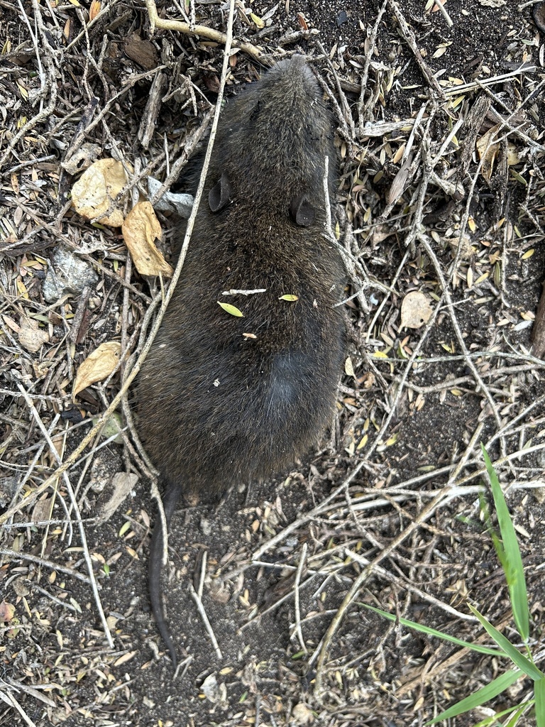 Australian Swamp Rat from Samuel St, Blairgowrie, VIC, AU on April 1 ...