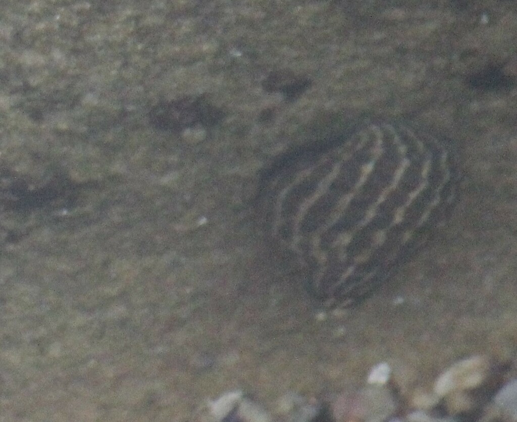 Zebra Top Snail from Malabar NSW 2036, Australia on March 31, 2024 at ...