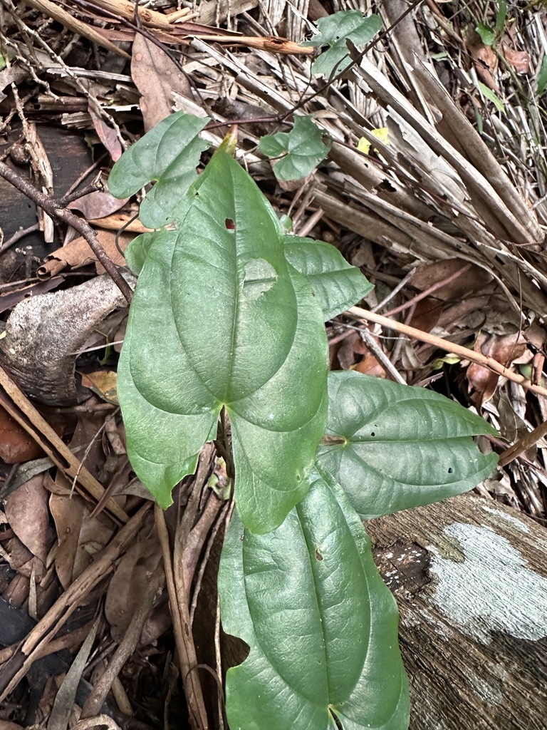 Common Yam Vine from Ravensbourne National Park, Ravensbourne, QLD, AU on March 31, 2024 at 11: ...