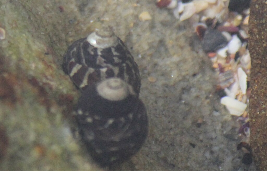 Zebra Top Snail from Sydney NSW, Australia on March 31, 2024 at 02:47 ...