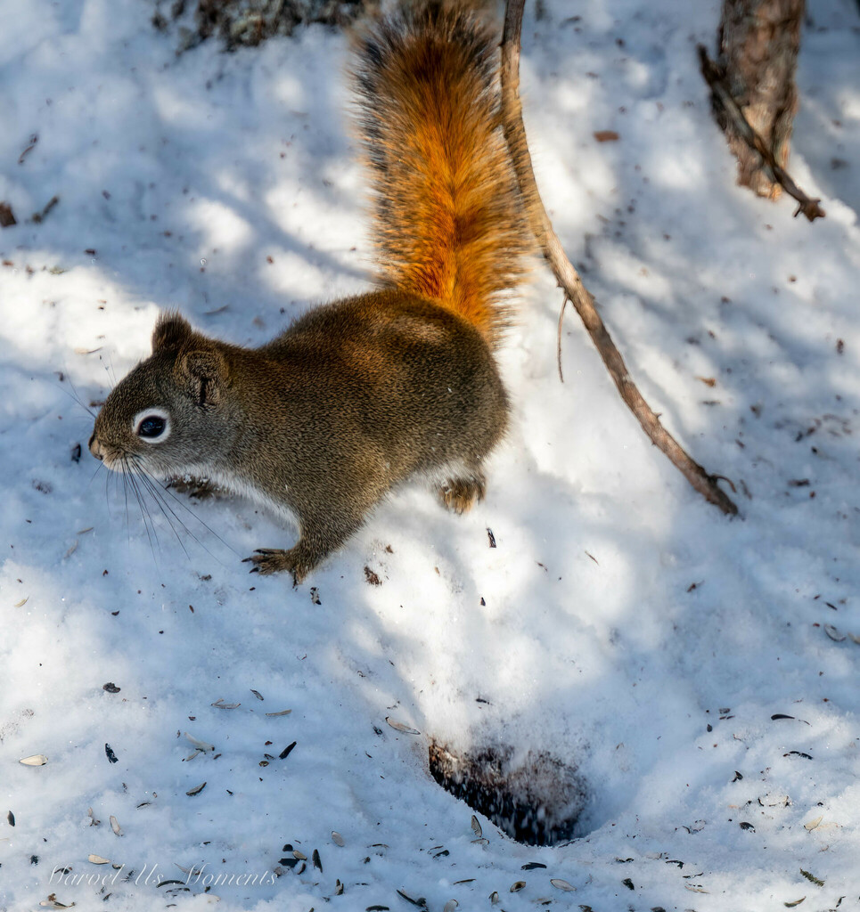 American Red Squirrel from St Louis County, MN, USA on January 26, 2023 ...