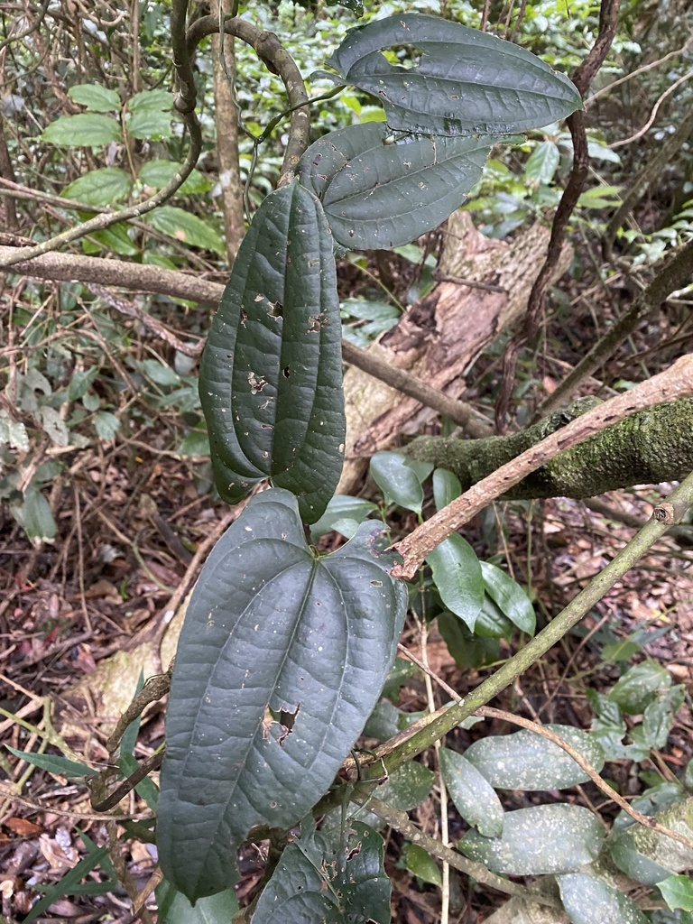 Common Yam Vine from Binna Burra Rd, Binna Burra, QLD, AU on March 30 ...