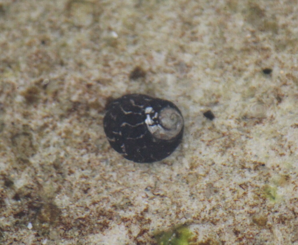 Zebra Top Snail from Malabar NSW 2036, Australia on March 31, 2024 at ...