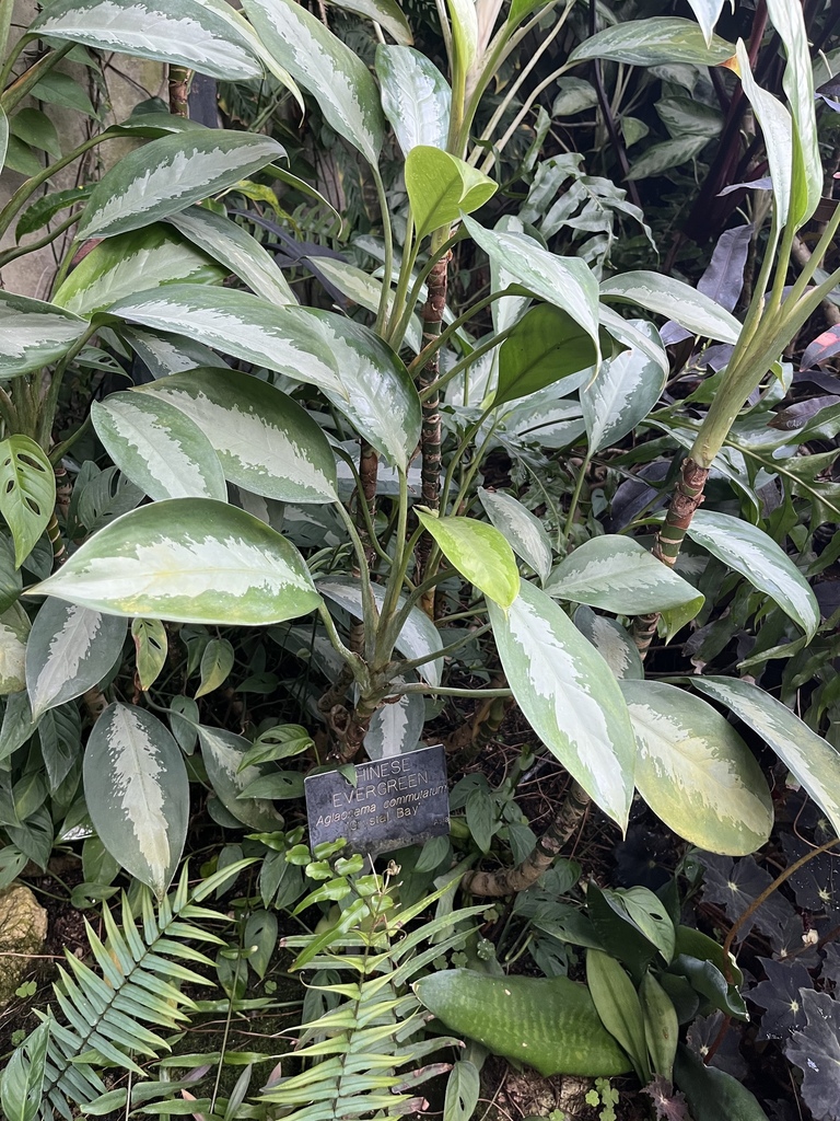 Silver Queen from San Antonio Botanical Garden, San Antonio, TX, US on ...