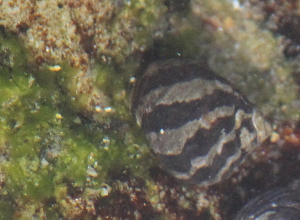 Zebra Top Snail from Malabar NSW 2036, Australia on March 31, 2024 at ...