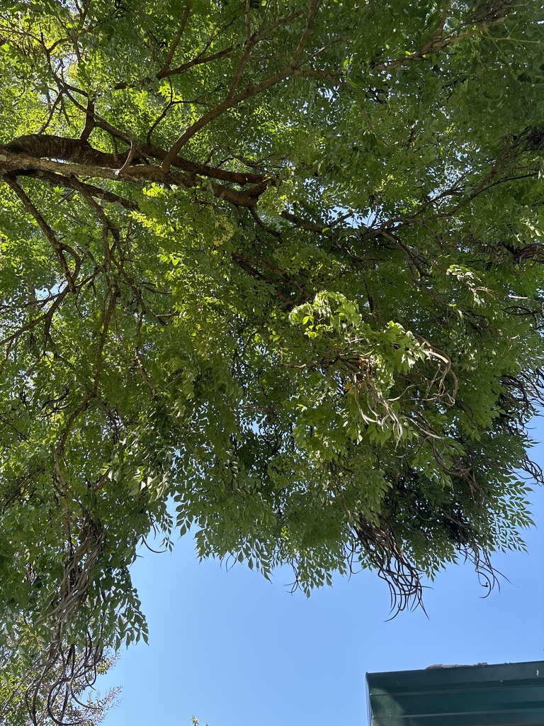Emerald Tree from Great Western Highway, Blaxland, NSW, AU on April 1 ...