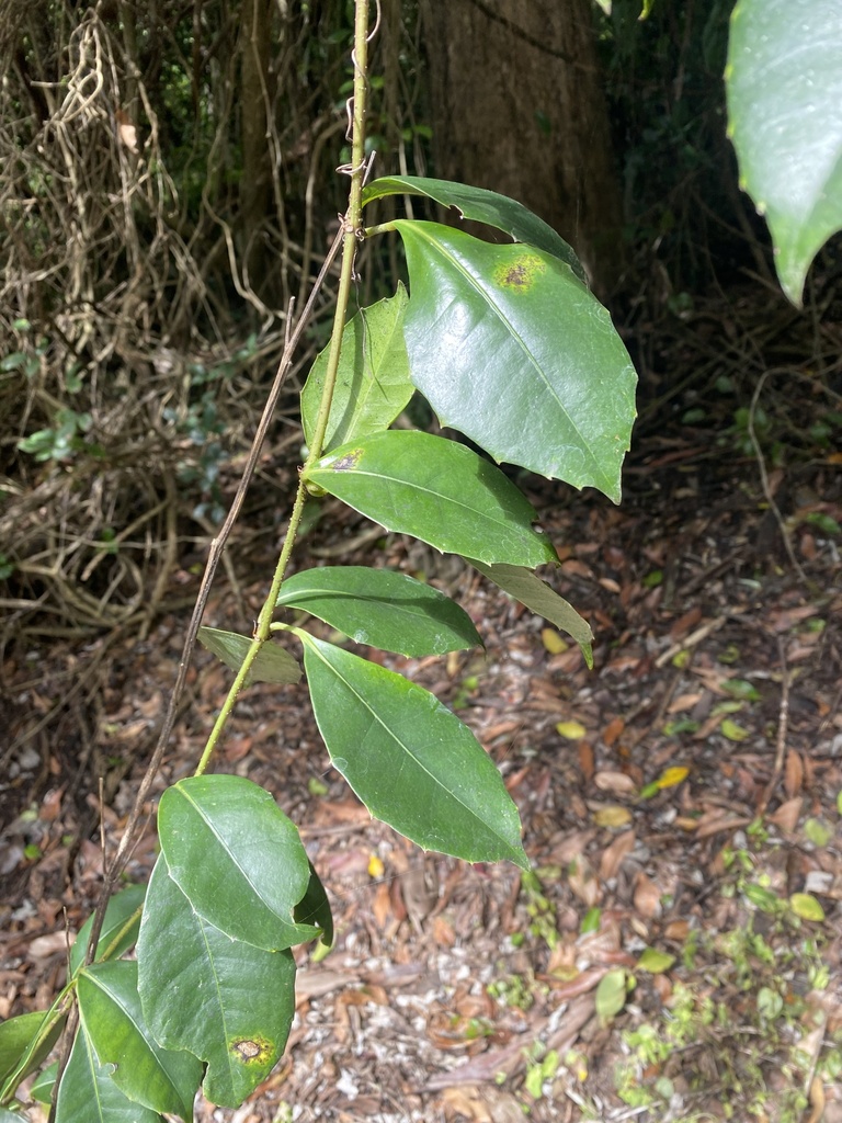 Native Grape from Lamington National Park, Natural Bridge, QLD, AU on ...