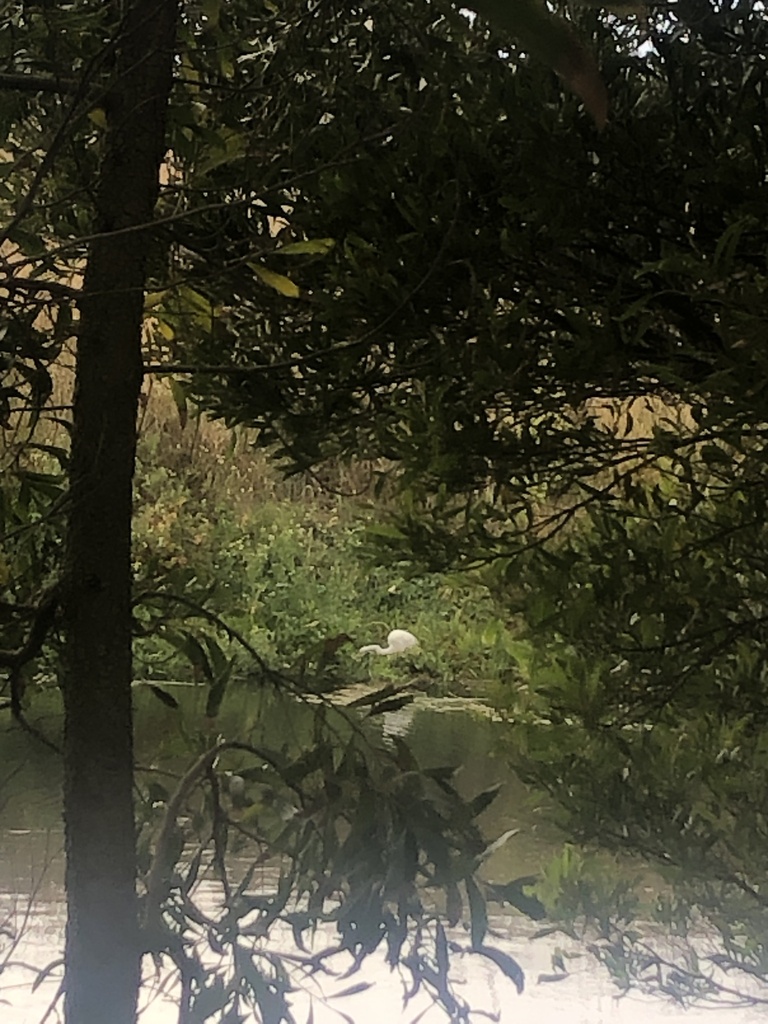 Great Egret from Merri River, Warrnambool, VIC, AU on April 1, 2024 at ...
