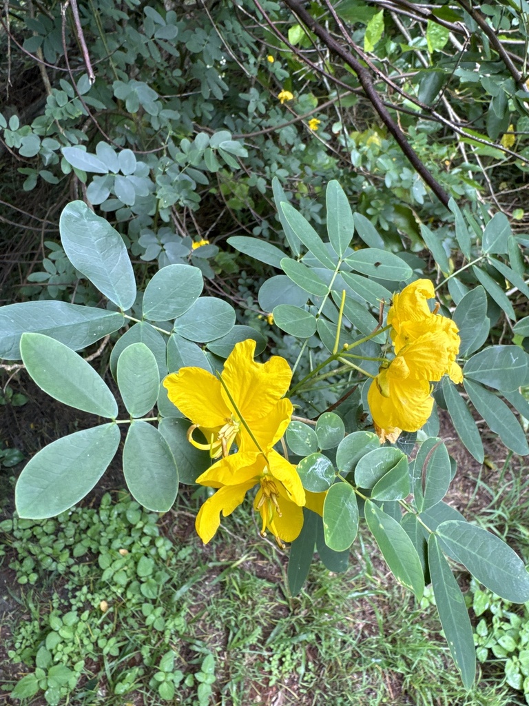 Christmas Senna from Lynwood, NSW, AU on April 1, 2024 at 02:12 PM by ...