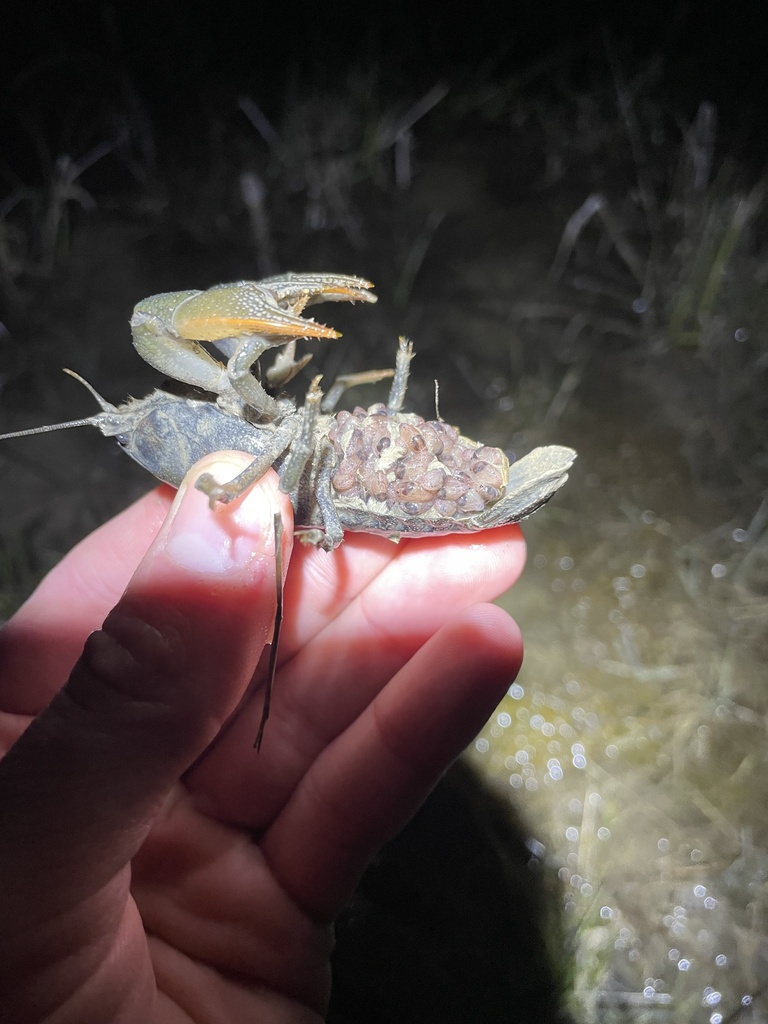 Digger Crayfish from Wawanosh Wetlands Conservation Area, Sarnia, ON ...