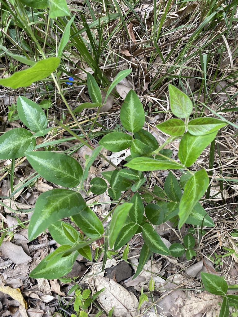 Silverleaf Desmodium from Numinbah Valley, QLD, AU on March 30, 2024 at ...