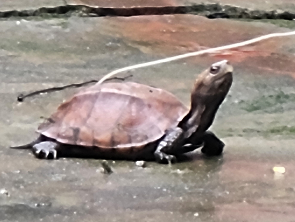 Jagged-shelled Turtle in March 2024 by Eric C. Maxwell. I'm currently ...