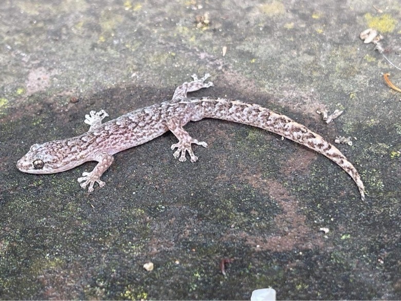 Southern Marbled Gecko from Ranleigh Rise, Templestowe Lower, VIC, AU ...
