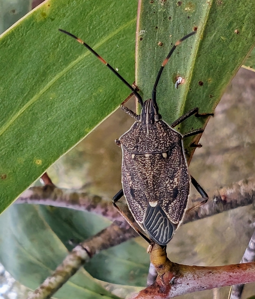 Brown Shield Bug from Blewitt Springs SA 5171, Australia on April 1 ...