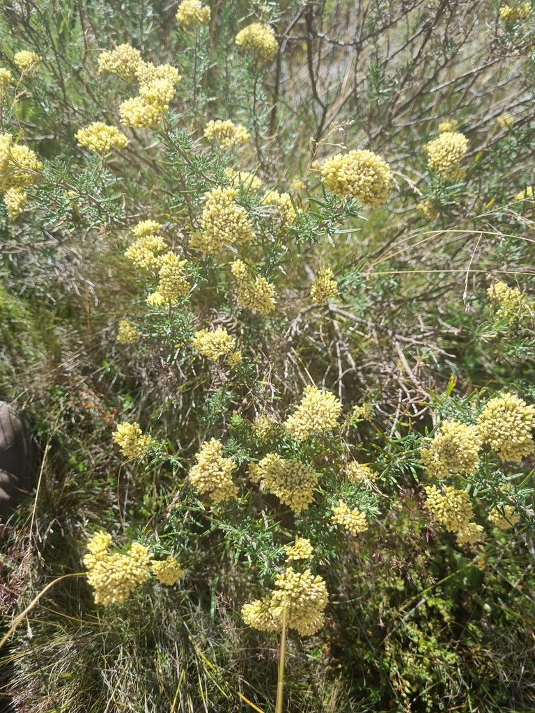 Cassinia monticola from Tumbarumba, Kosciuszko, AU-NS, AU on February ...