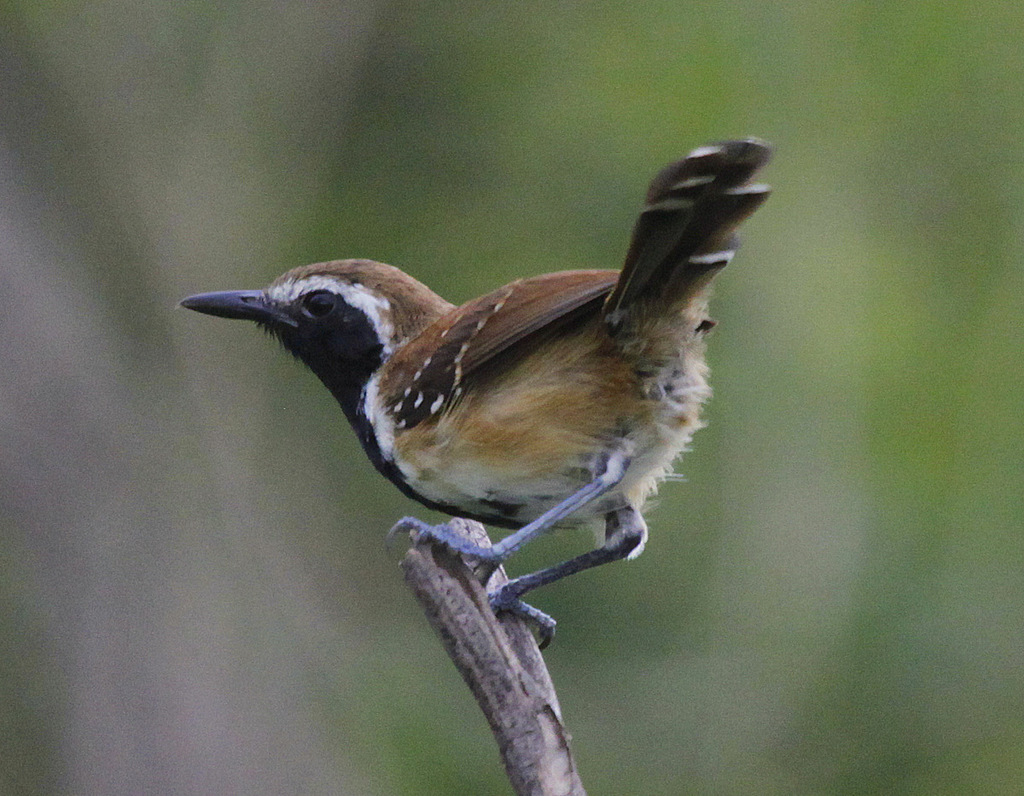 Rusty-backed Antwren (TempBirdGuide) · iNaturalist